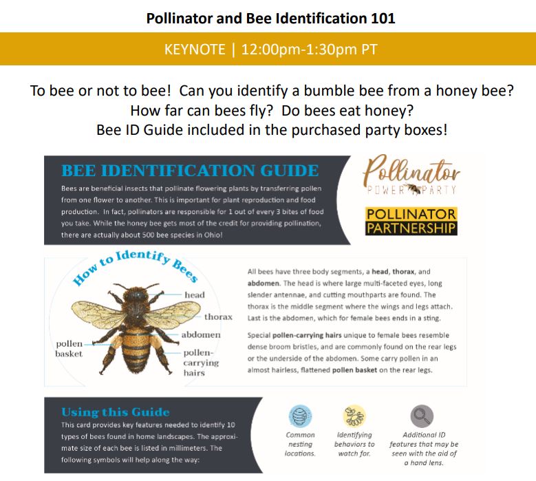 Pollinator and Bee Identification 101 | UCLA Sustainability