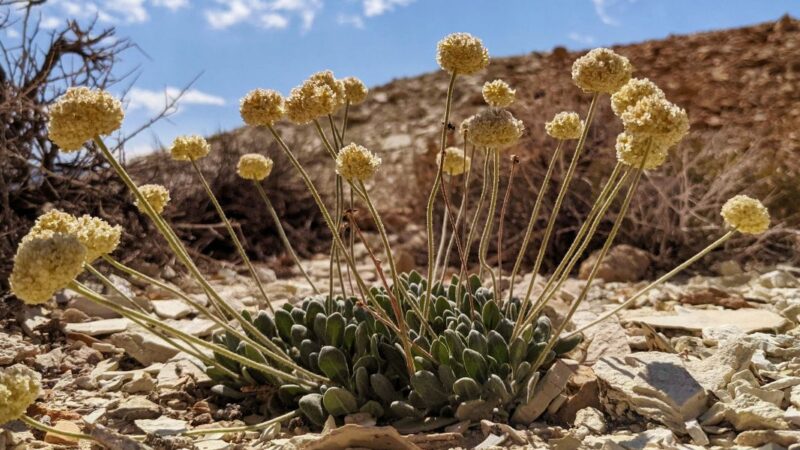 Black Holes, White Gold: A Floristic Inventory
