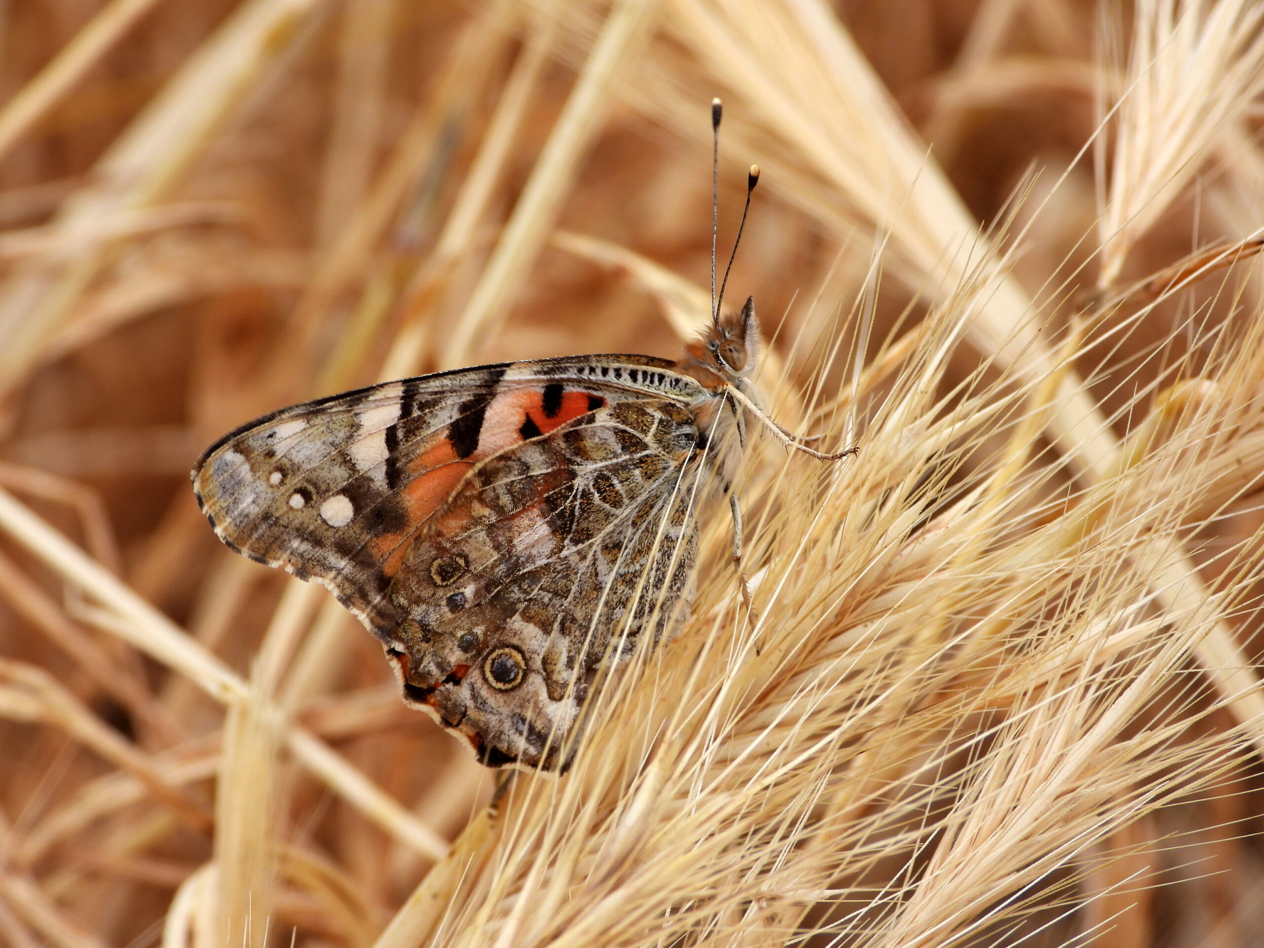 Where the Wild Things Thrive | UCLA Sustainability