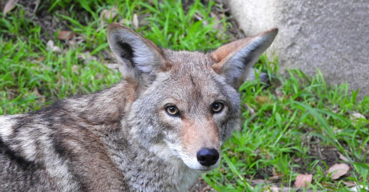 Campus Wildlife | UCLA Sustainability